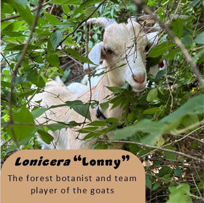 Goat Local
